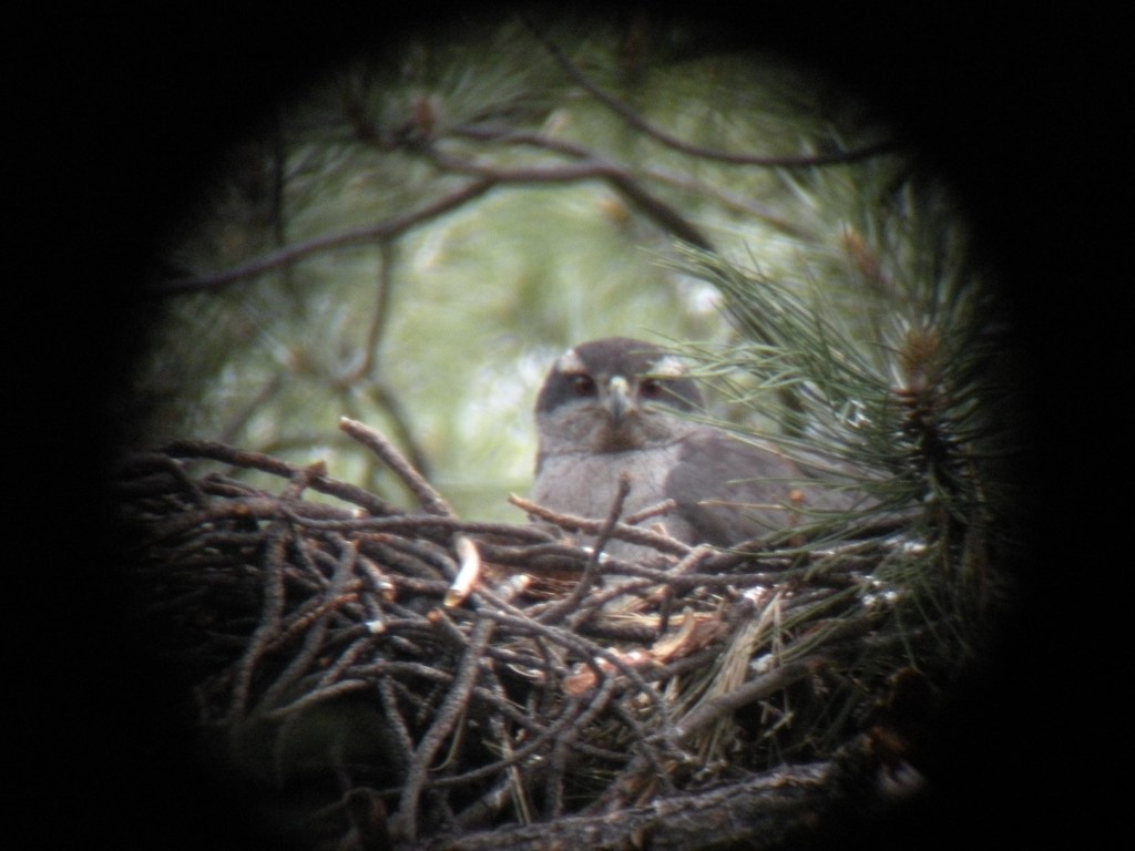 Review: ‘Goshawk Summer – A New Forest Season Unlike Any Other’, James ...